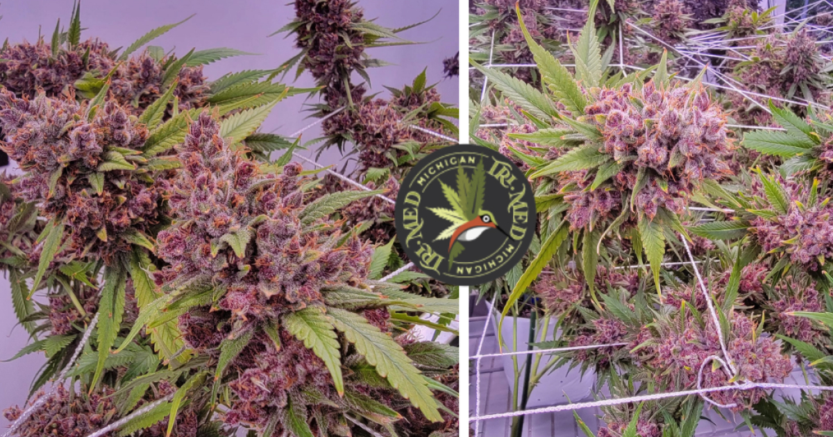 Yields the Best Cannabis OG.jpg